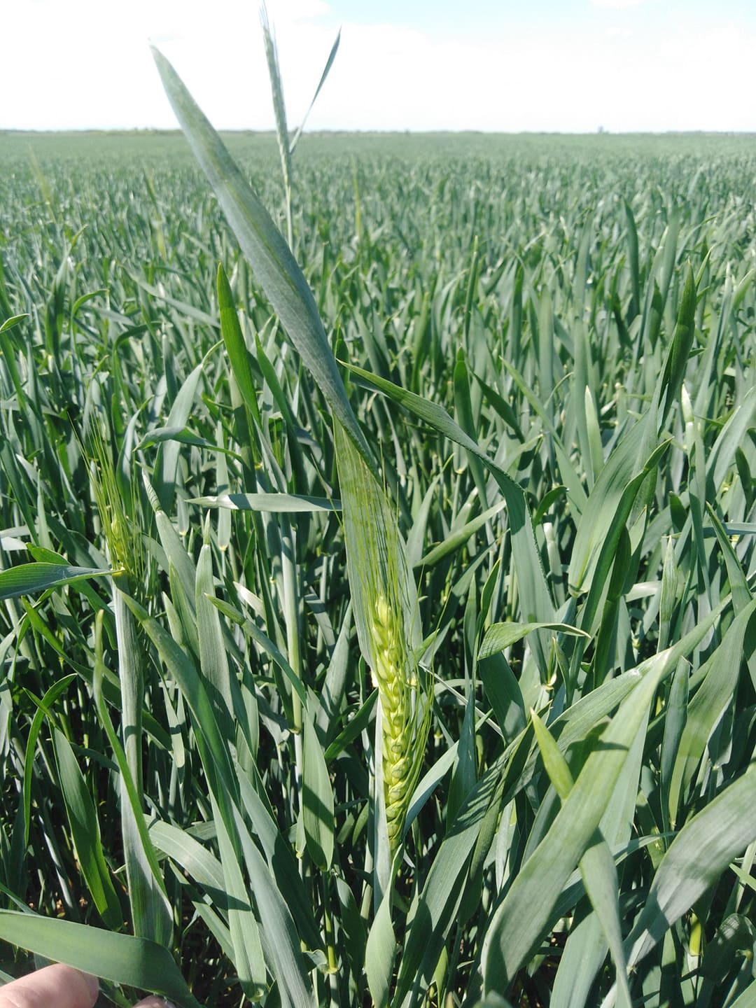 Vreme je za Timpani - NSAGRO-ING D.O.O.