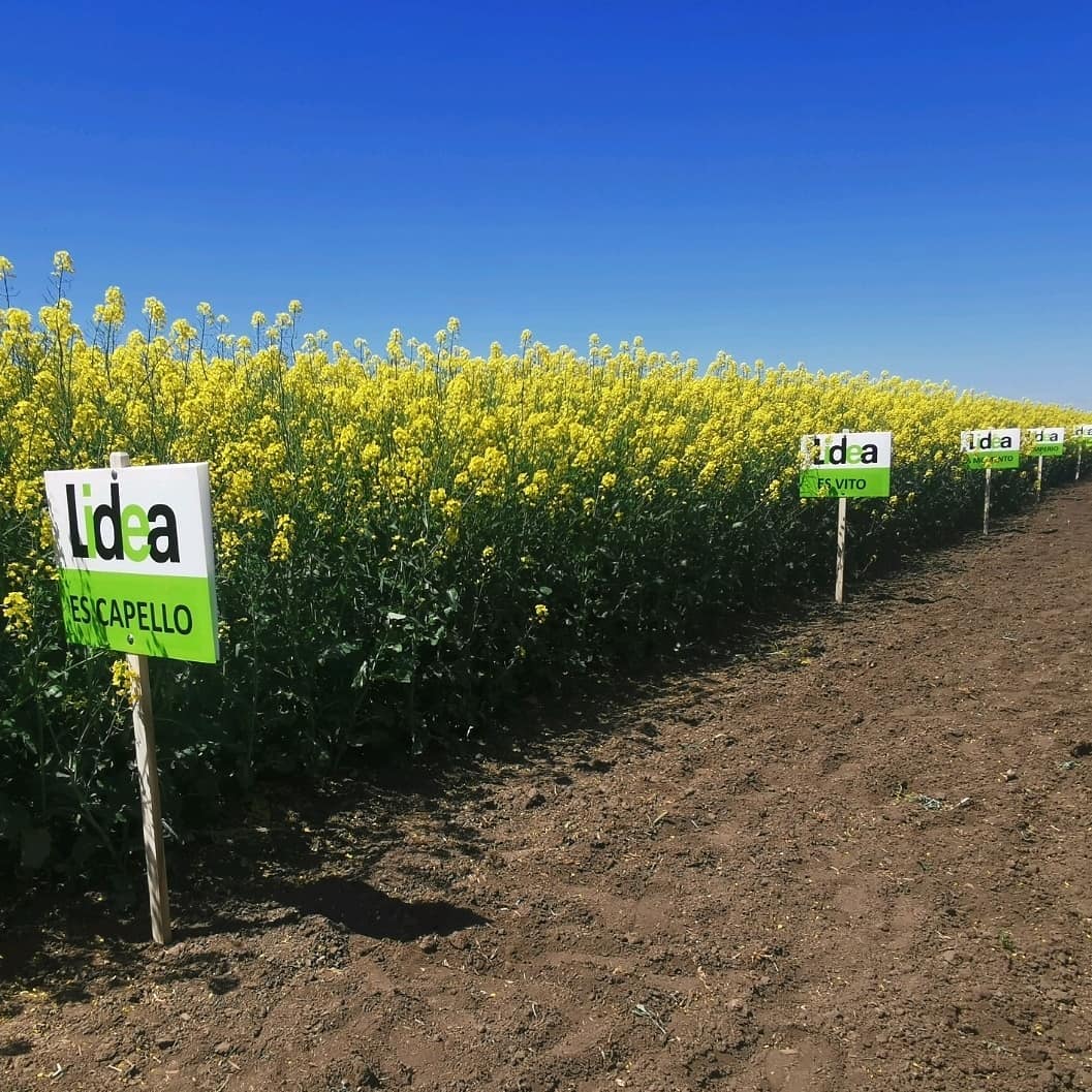 Dan polja uljane repice- Lidea - NSAGRO-ING D.O.O.