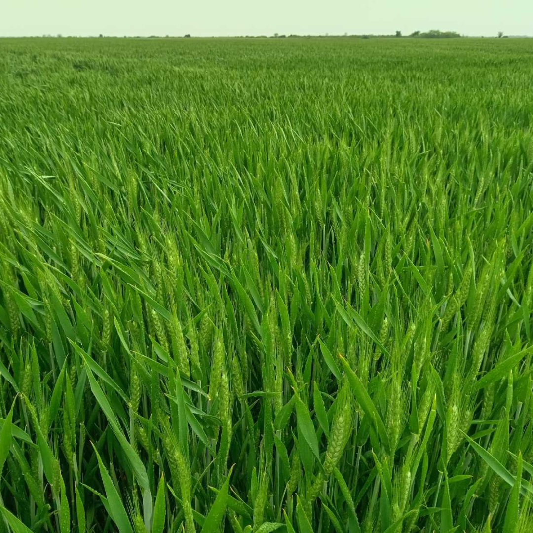 PASSION - NSAGRO-ING D.O.O.