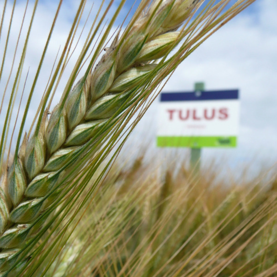 TRITIKALE - NSAGRO-ING D.O.O.