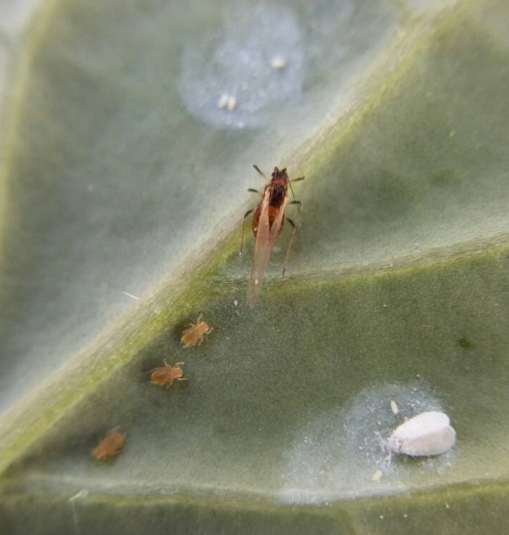 KOJE ŠTETOČINE PRETE VAŠOJ ULJANOJ REPICI? - NSAGRO-ING D.O.O.