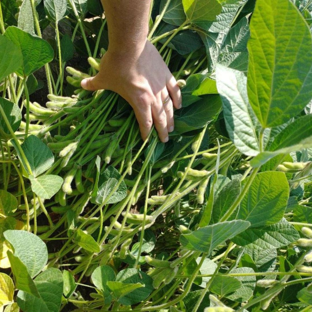 HIBRIDI I SORTE SOJE - NSAGRO-ING D.O.O.