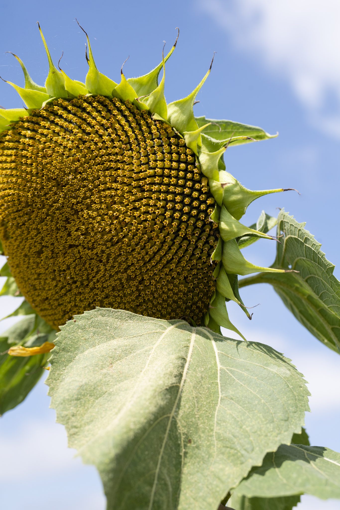 CEYLON SU - NSAGRO-ING D.O.O.