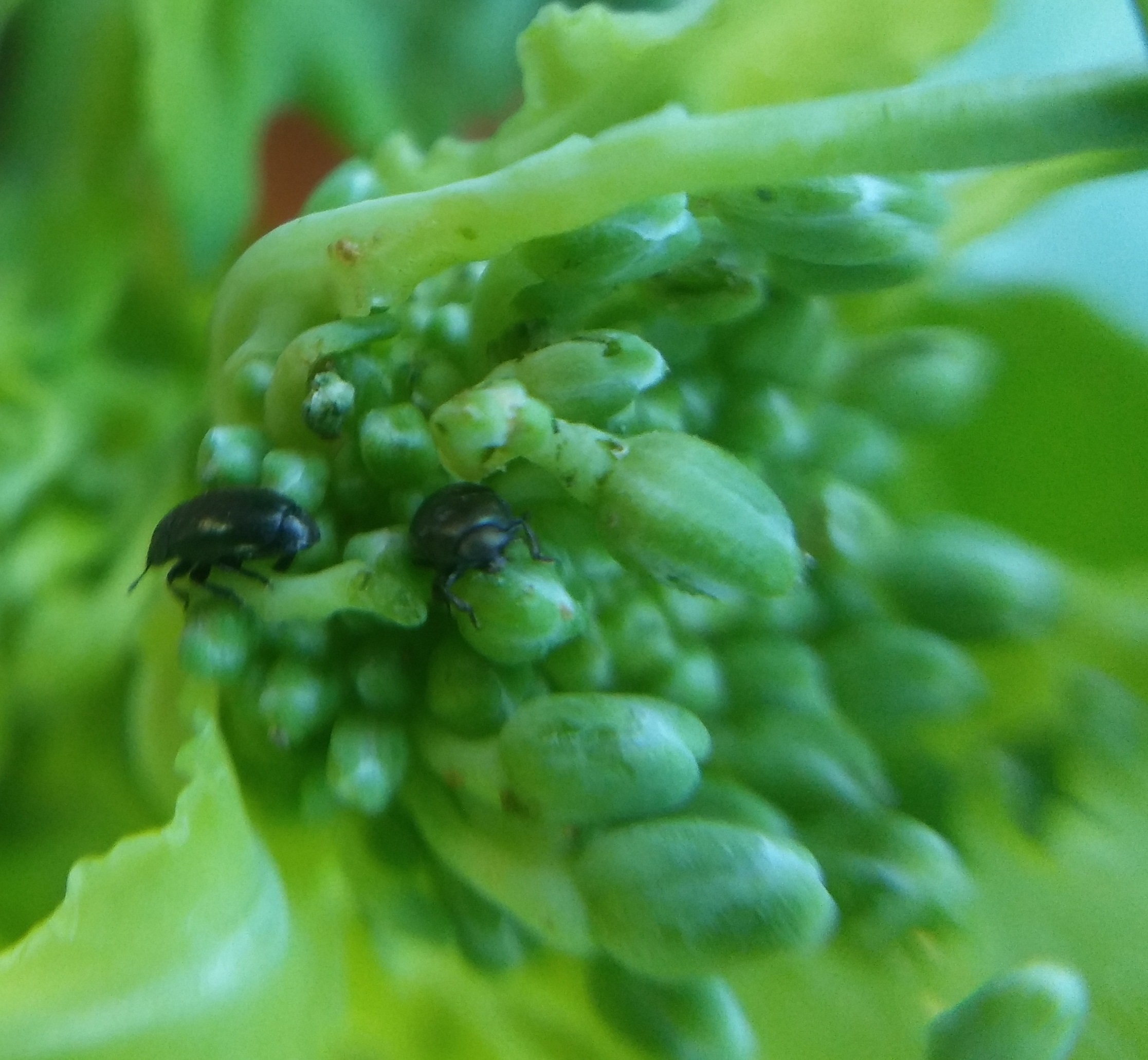 Uljana repica u fazi butonizacije - NSAGRO-ING D.O.O.