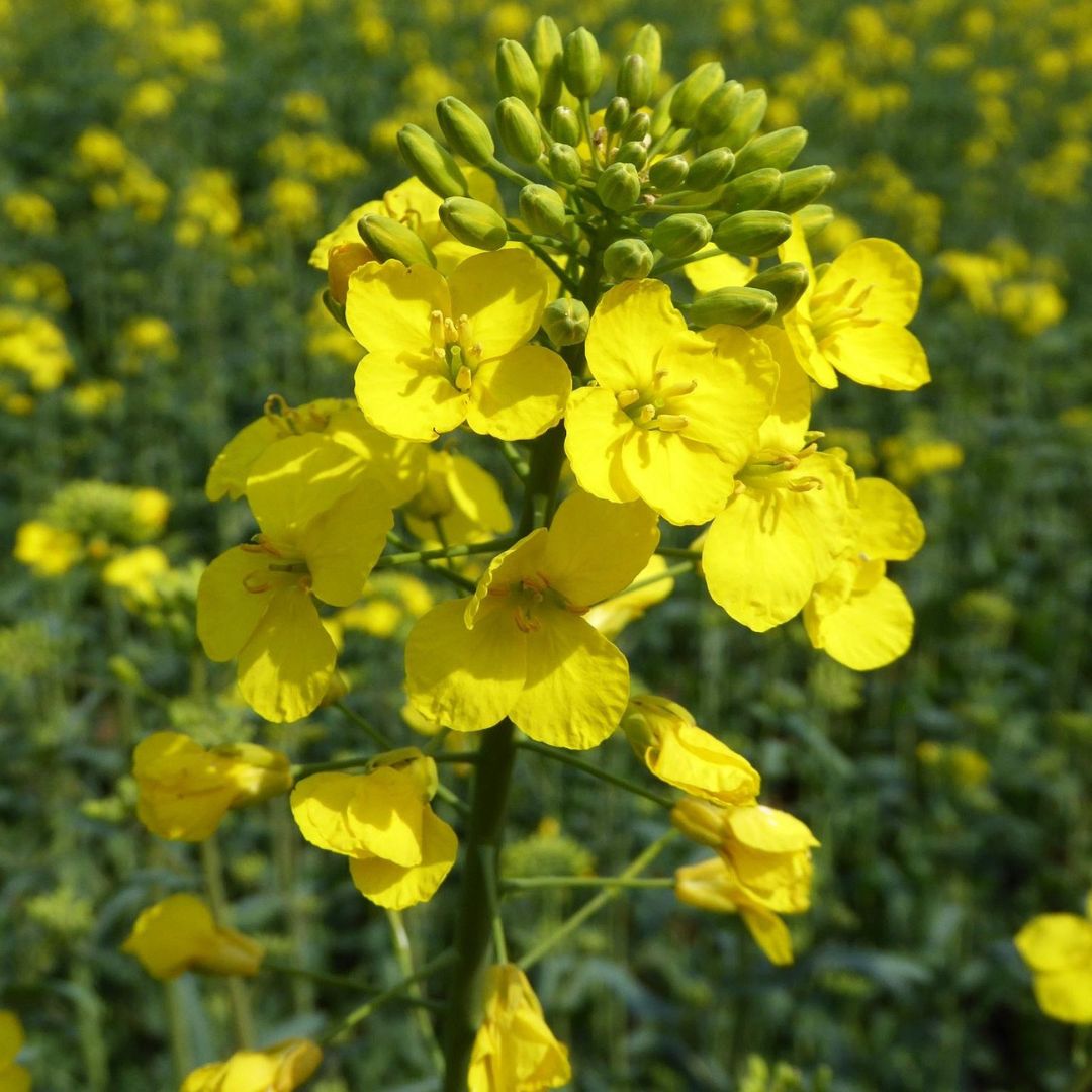 LID ULTIMO - NSAGRO-ING D.O.O.