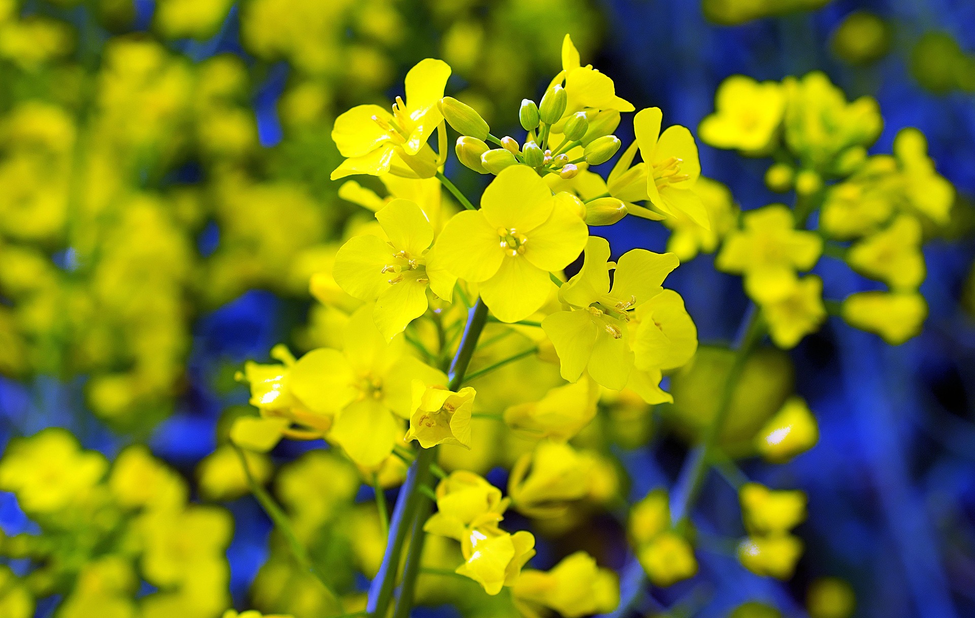 KWS DEMOS - NSAGRO-ING D.O.O.